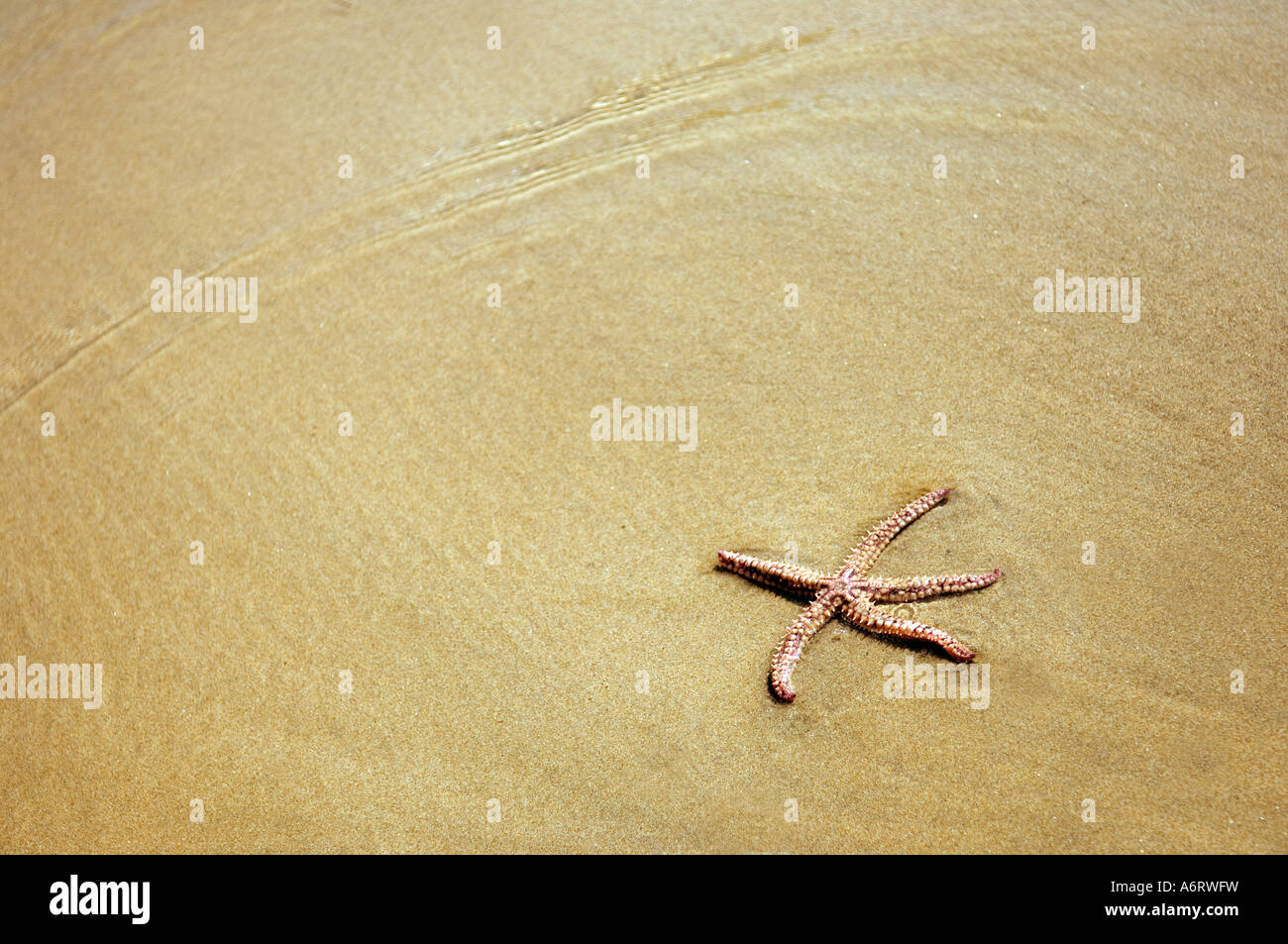 Starfish on beach stranded receding hi-res stock photography and images ...
