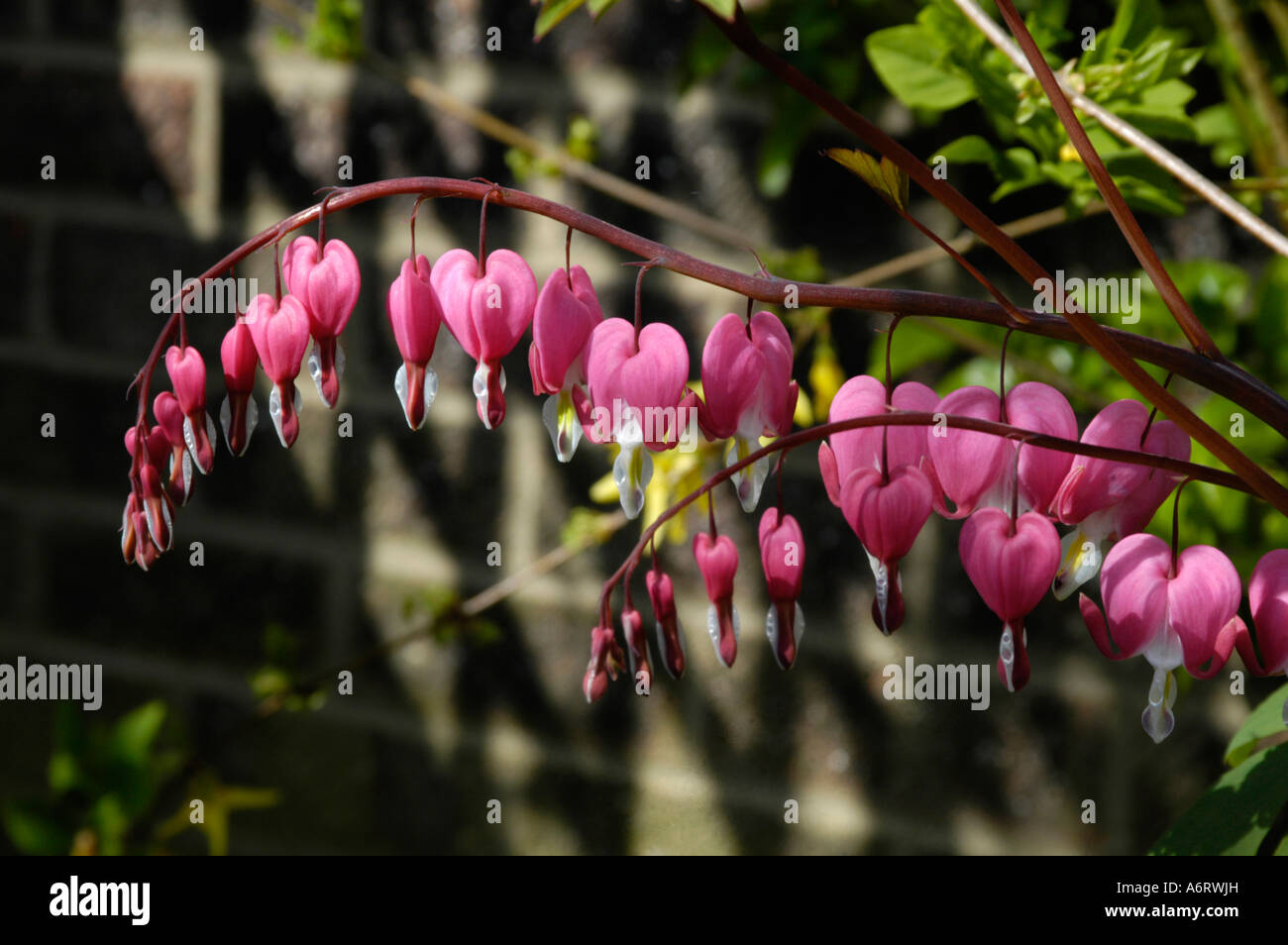 Bleeding hearts dicentra spectabilis flowers Stock Photo - Alamy