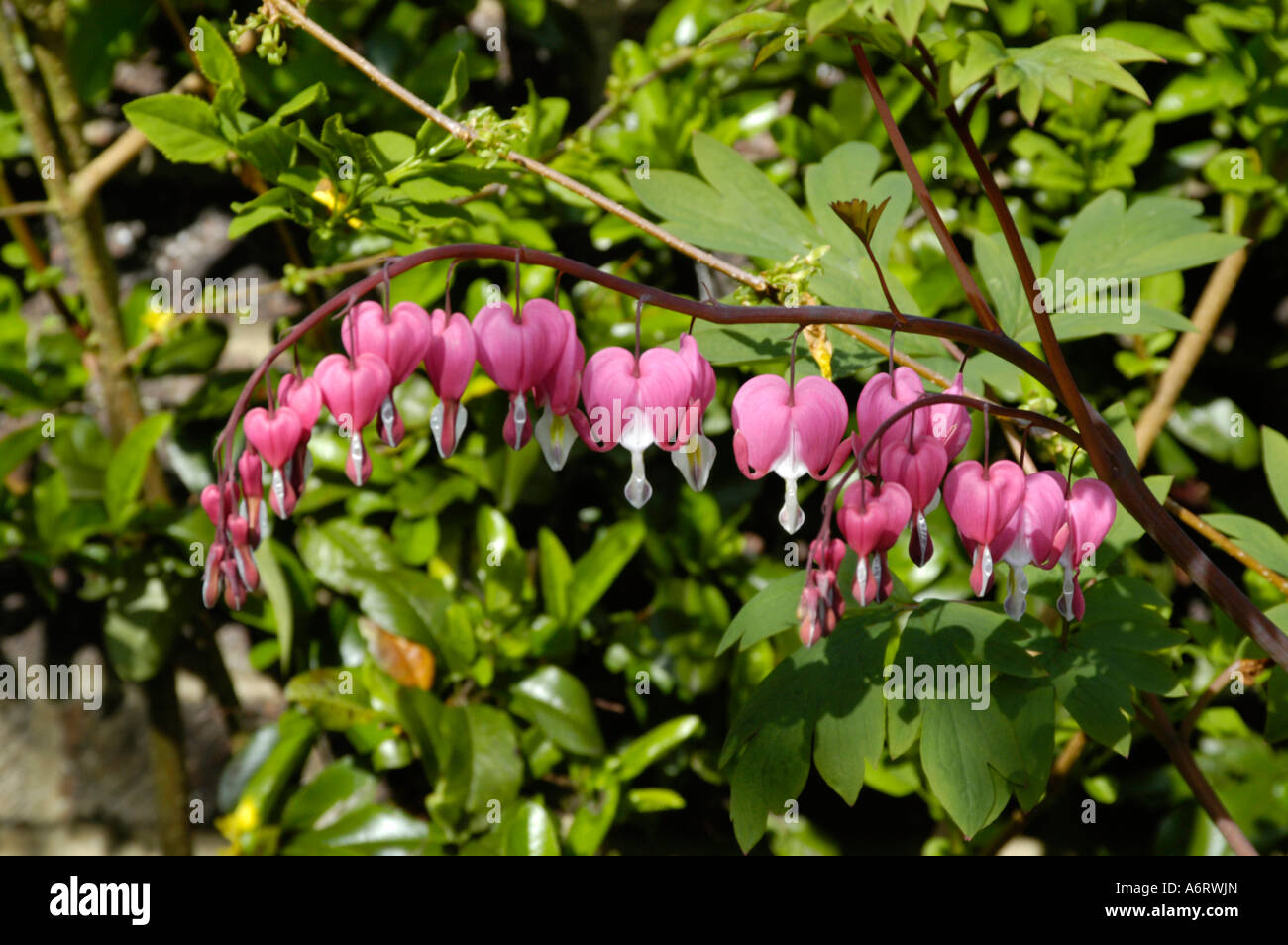 Bleeding hearts dicentra spectabilis flowers Stock Photo - Alamy