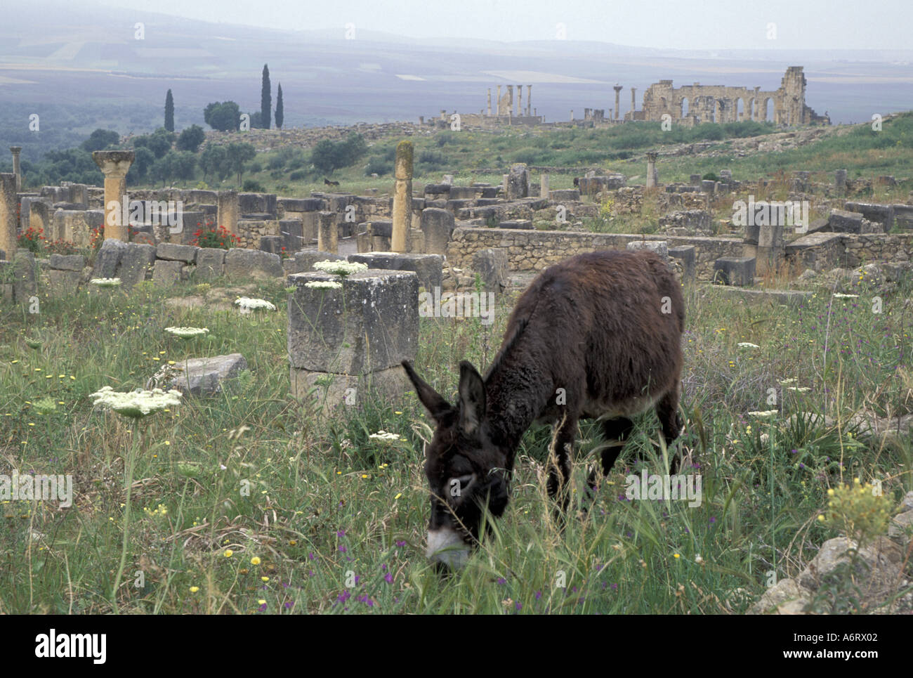 Africa, Morocco, Volubilis, Donkey grazes in ruins of ancient Roman ...