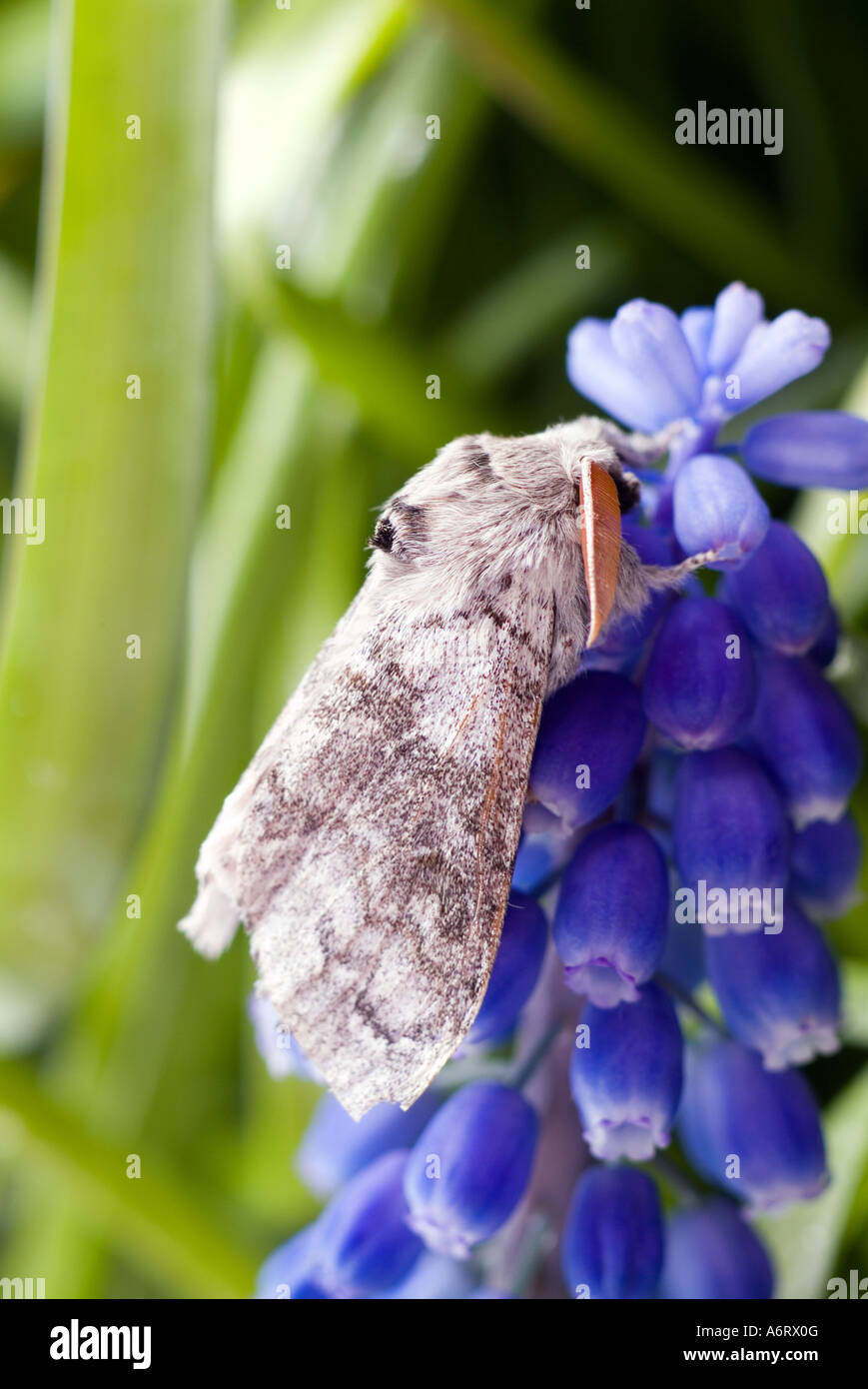 Pale Tussock moth Stock Photo - Alamy