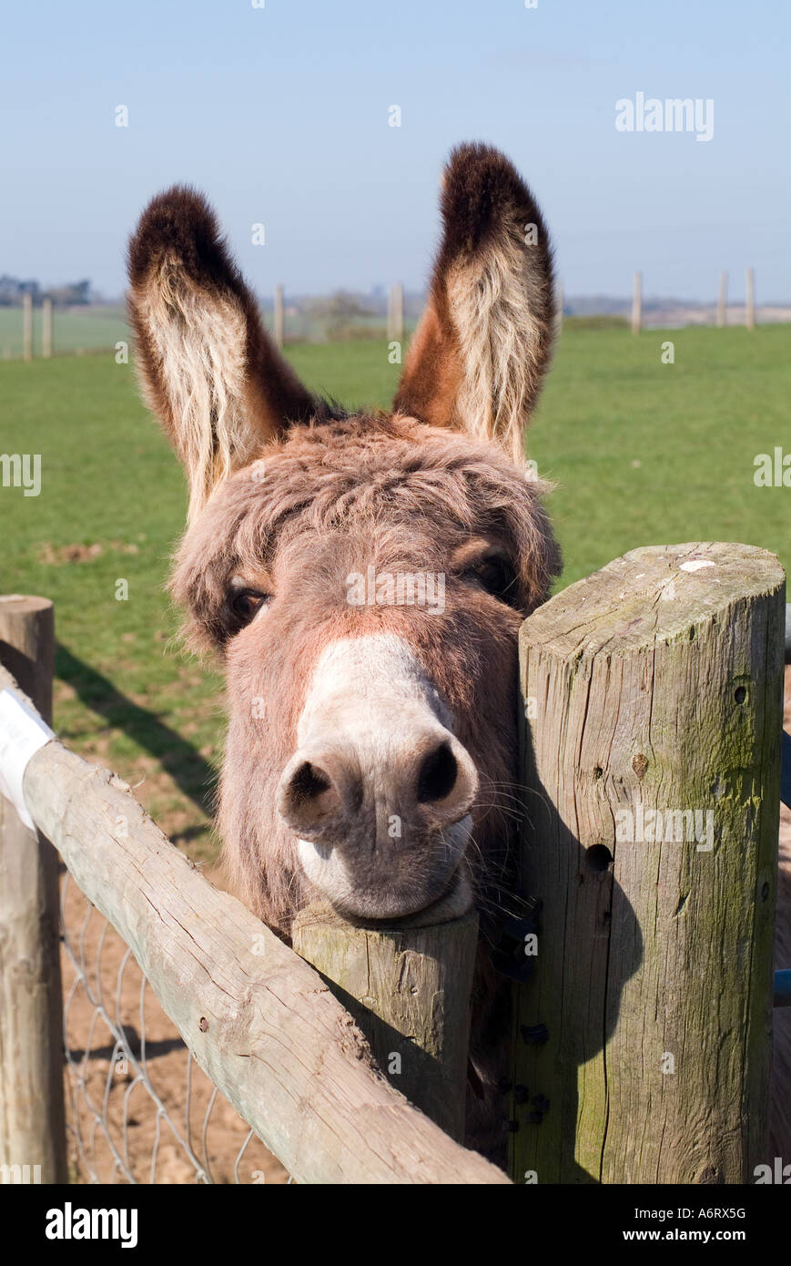 donkey looking over fence Stock Photo - Alamy