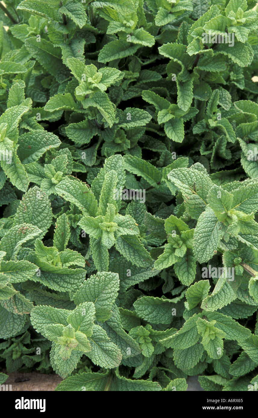 Africa, Morocco Mint leaves, used to brew traditional tea Stock Photo ...
