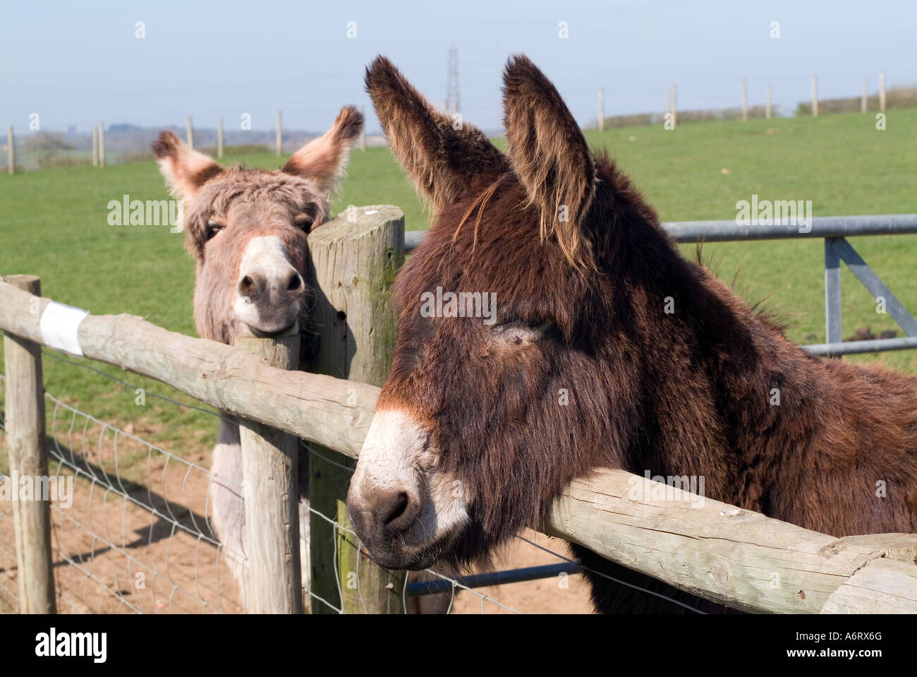 donkey looking over fence Stock Photo - Alamy