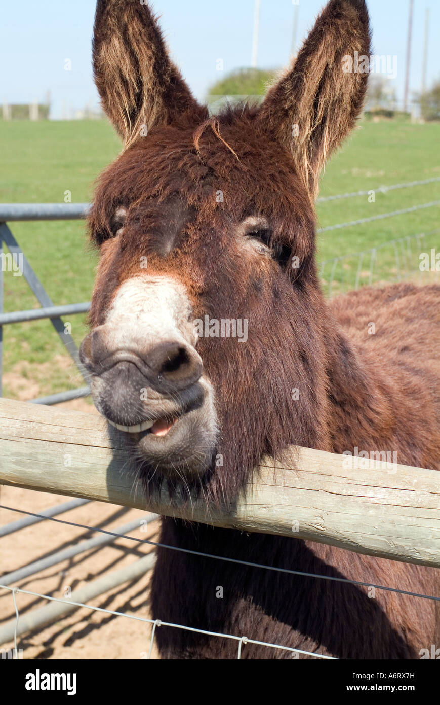 donkey looking over fence Stock Photo - Alamy