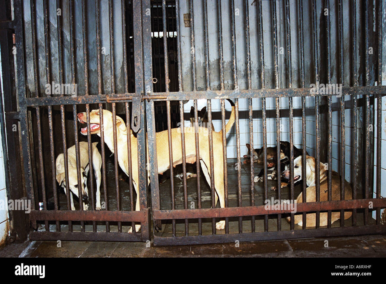 Animals behind bars hi-res stock photography and images - Alamy