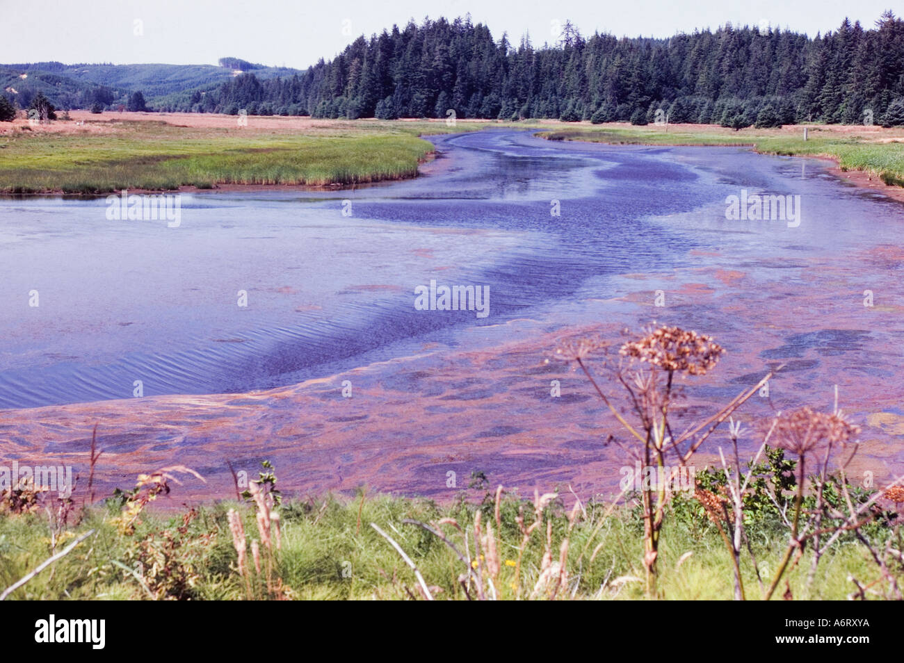 Purple Color In Mud Flat in Wetlands Stock Photo - Alamy