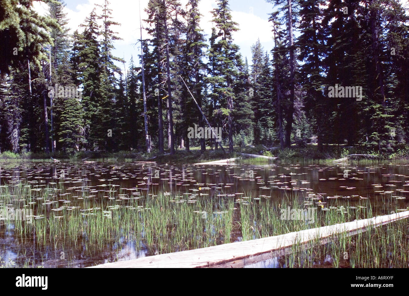 Log partially submerged hi-res stock photography and images - Alamy