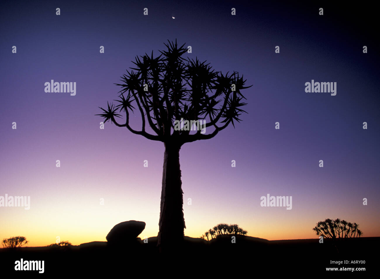 Treee silhouette hi-res stock photography and images - Alamy