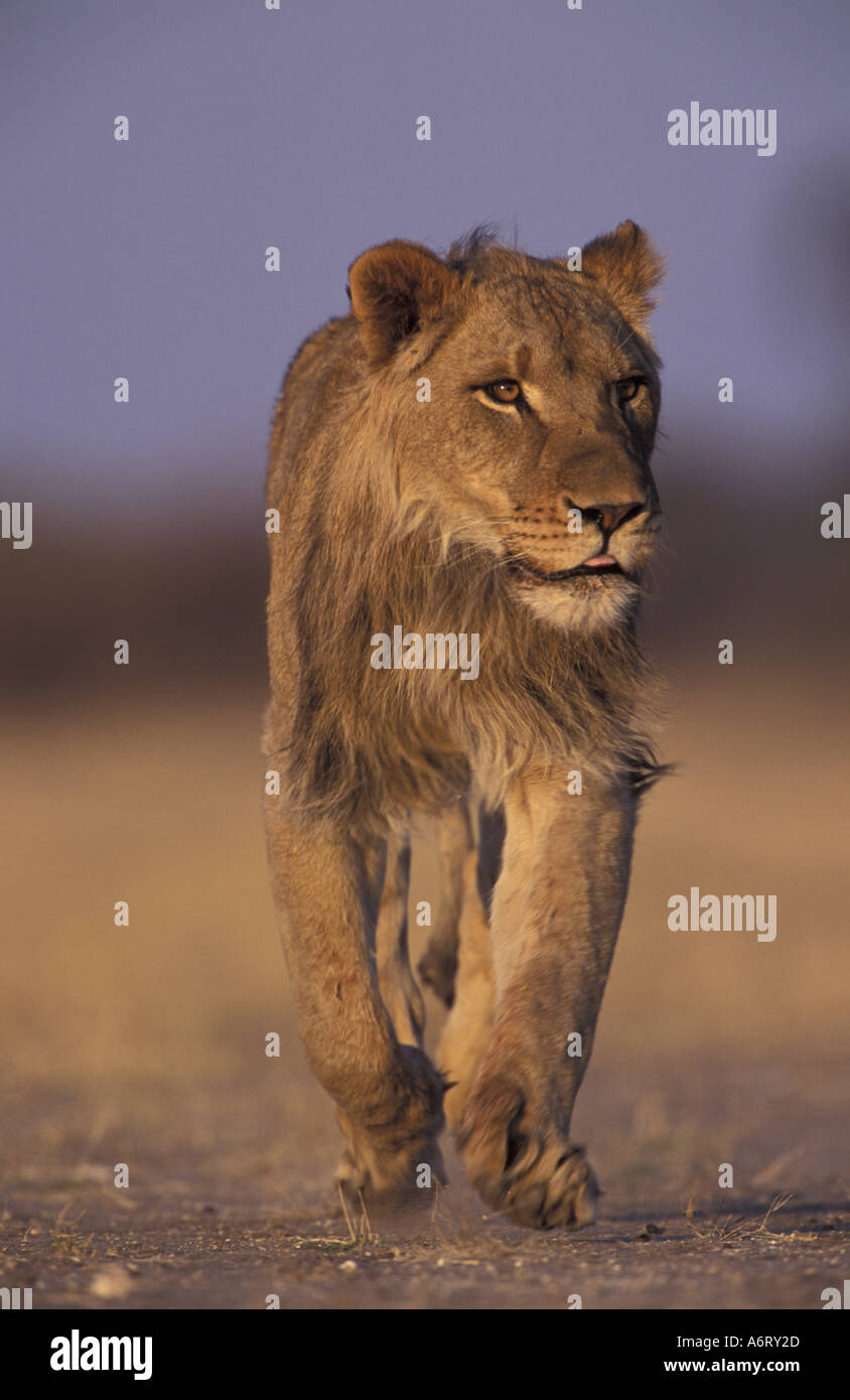 Lion Running Side View