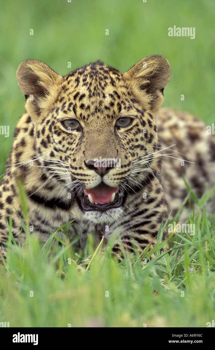 Africa, South Africa. Leopard (Pathera pardus Stock Photo - Alamy