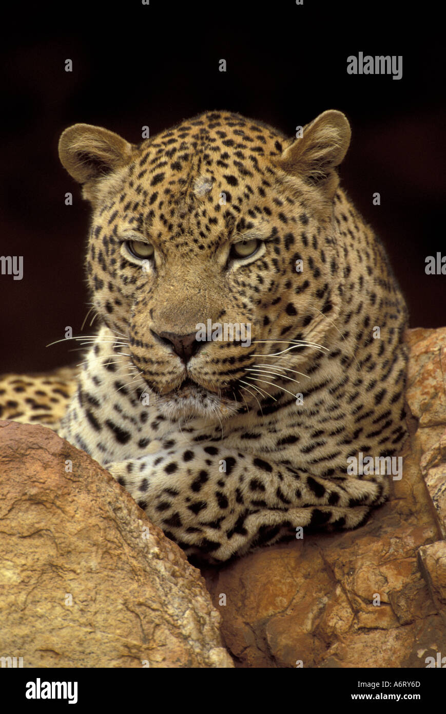 Africa, South Africa. Leopard (Pathera pardus Stock Photo - Alamy