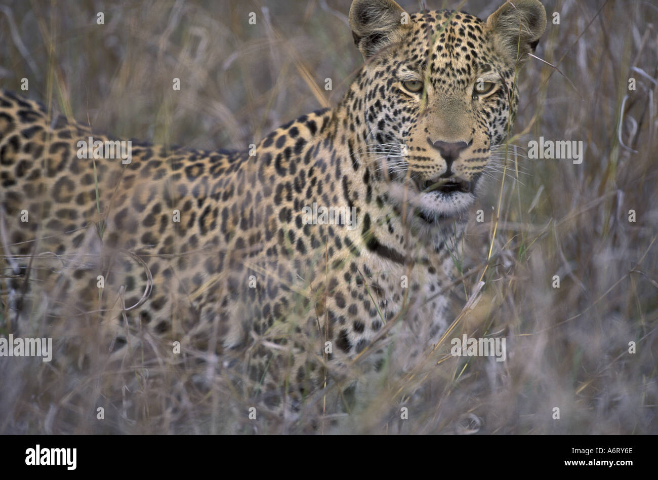 Singita hi-res stock photography and images - Alamy