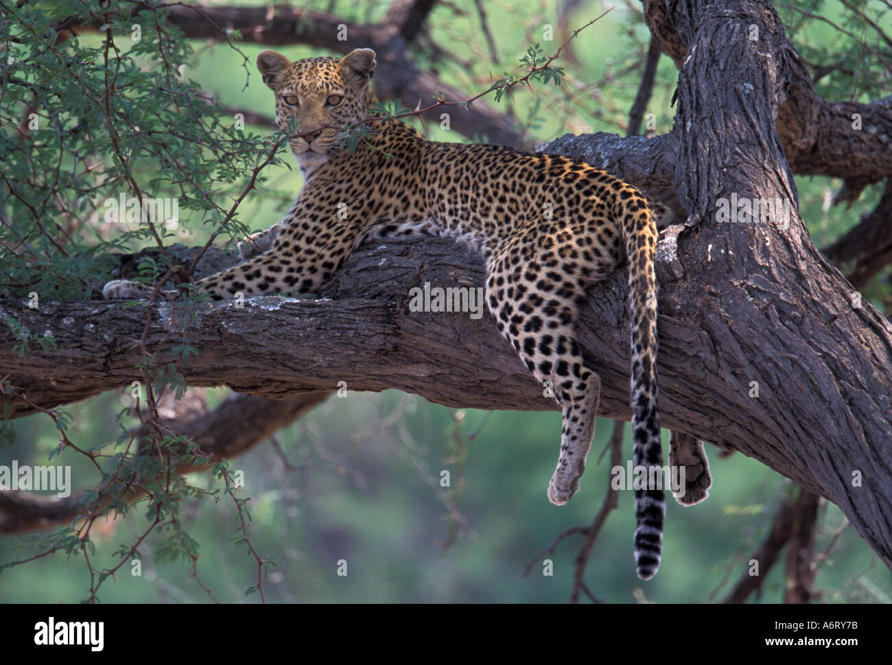 Africa, South Africa, Singita Reserve (private), Leopard (Panthera ...