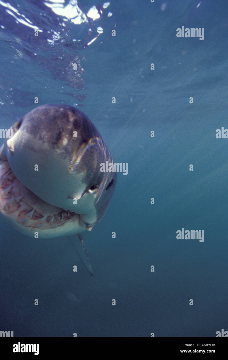 Africa, South Africa. Great white shark (Carcharodon carcharias Stock ...