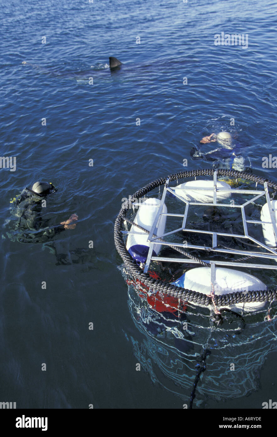 Africa, South Africa. Andre Hartman outside shark cage. (MR Stock Photo ...