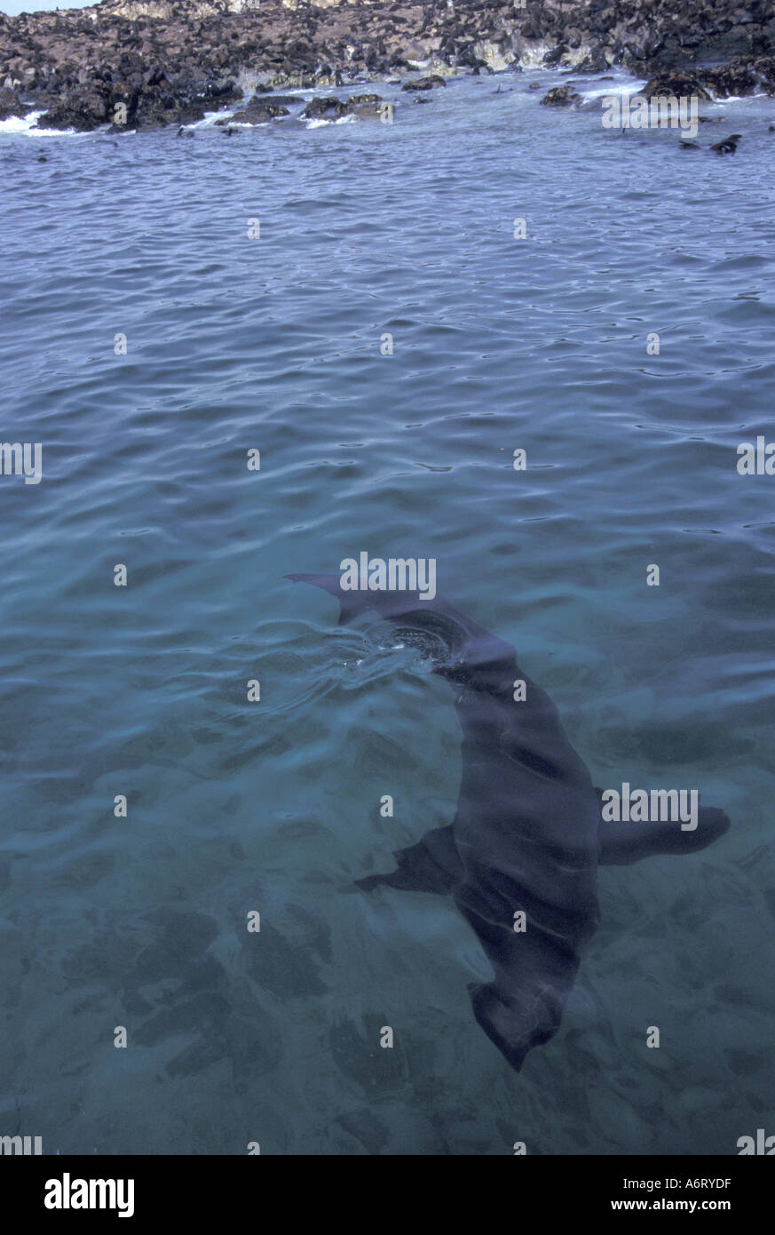Africa, South Africa, Dyer Island. Great white shark (Carcharodon ...