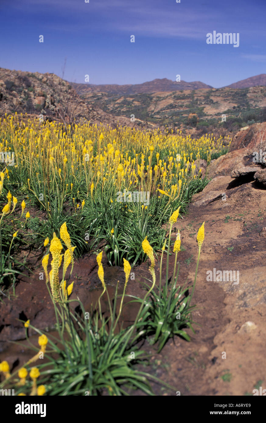 Africa, South Africa, Namaqualand Bulbinella latifolia Stock Photo - Alamy