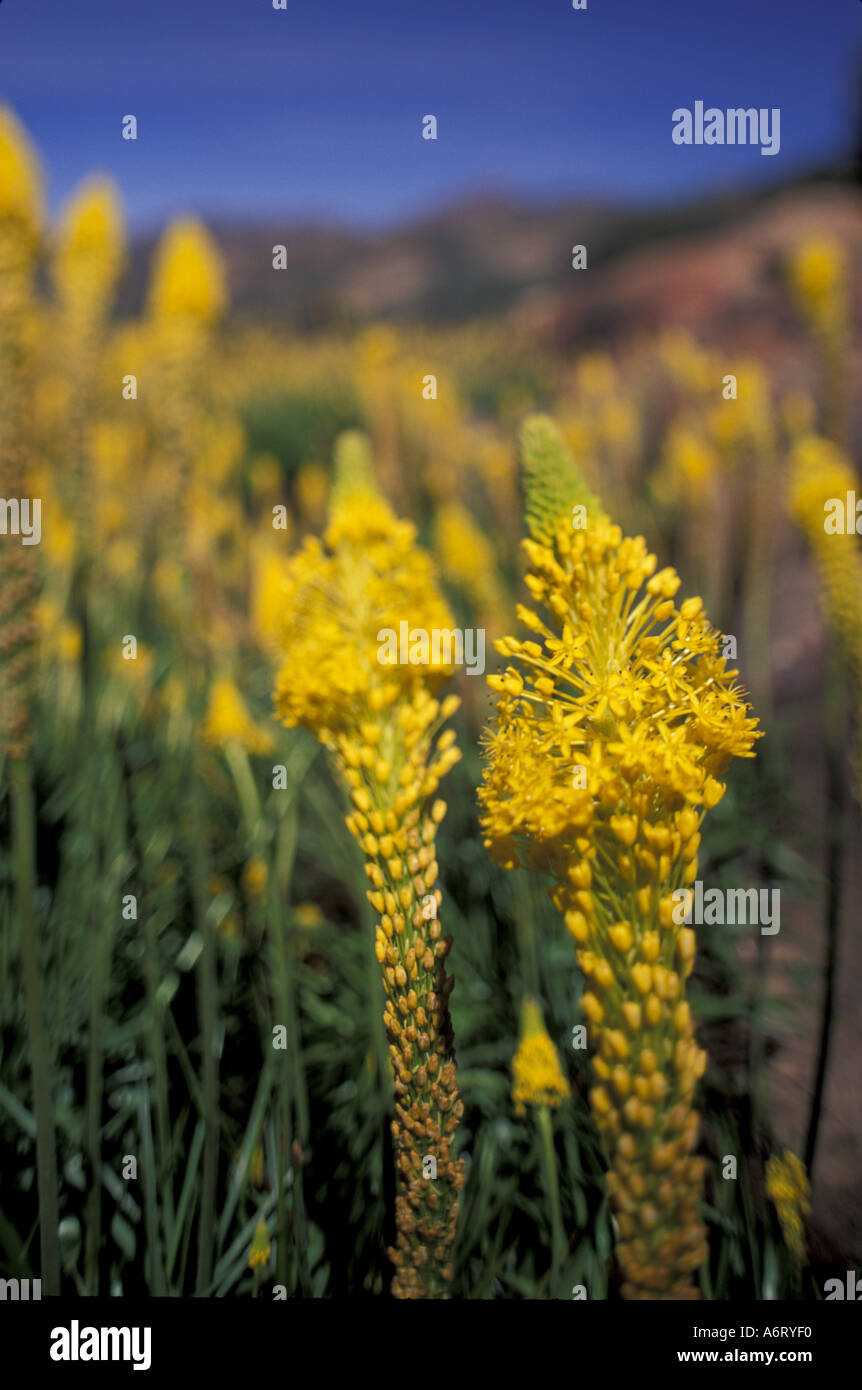 Bulbinella latifolia hi-res stock photography and images - Alamy