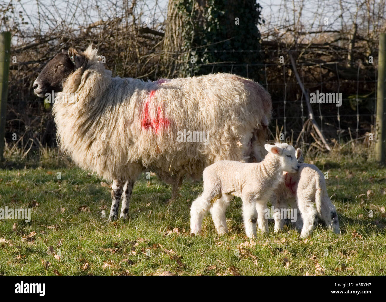 English Spring Lambs Stock Photo - Alamy
