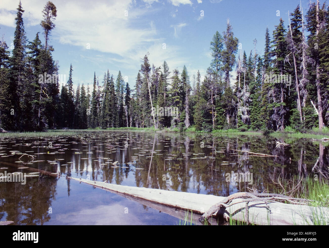 Log Partially Submerged In Forest Pond Stock Photo - Alamy