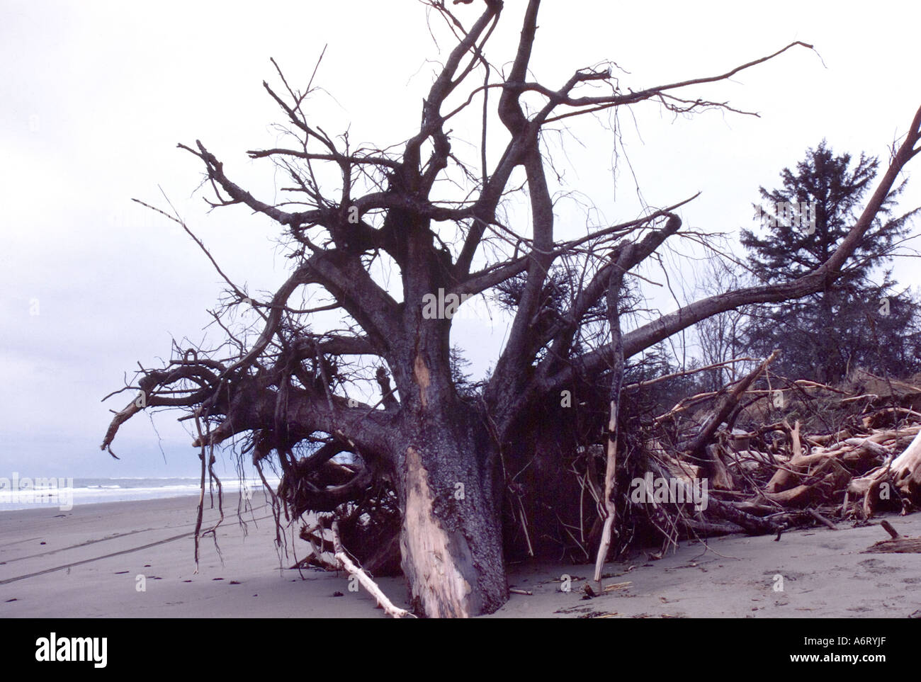 Scraggly trees hi-res stock photography and images - Alamy