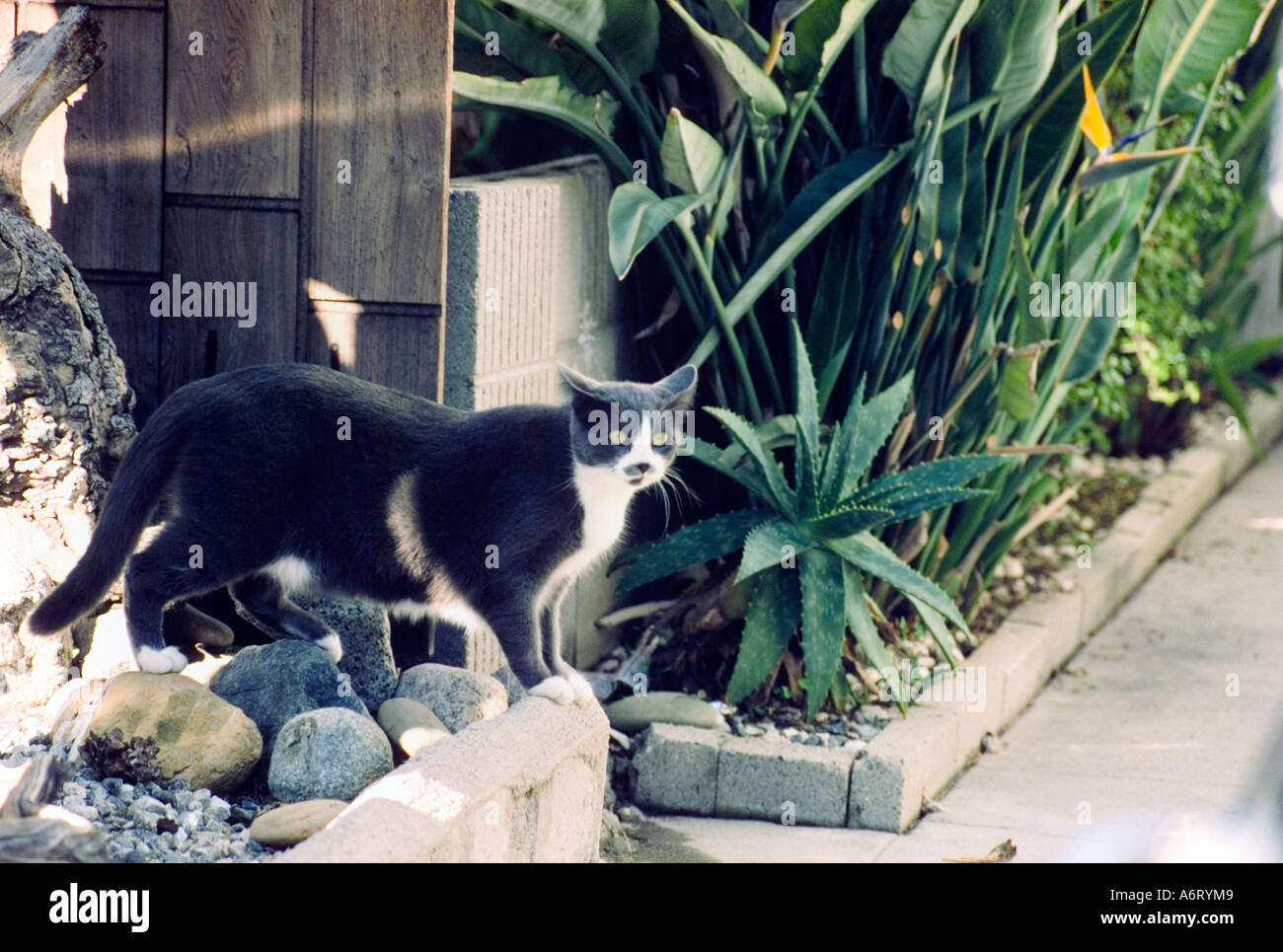 Low lying cactus hi-res stock photography and images - Alamy