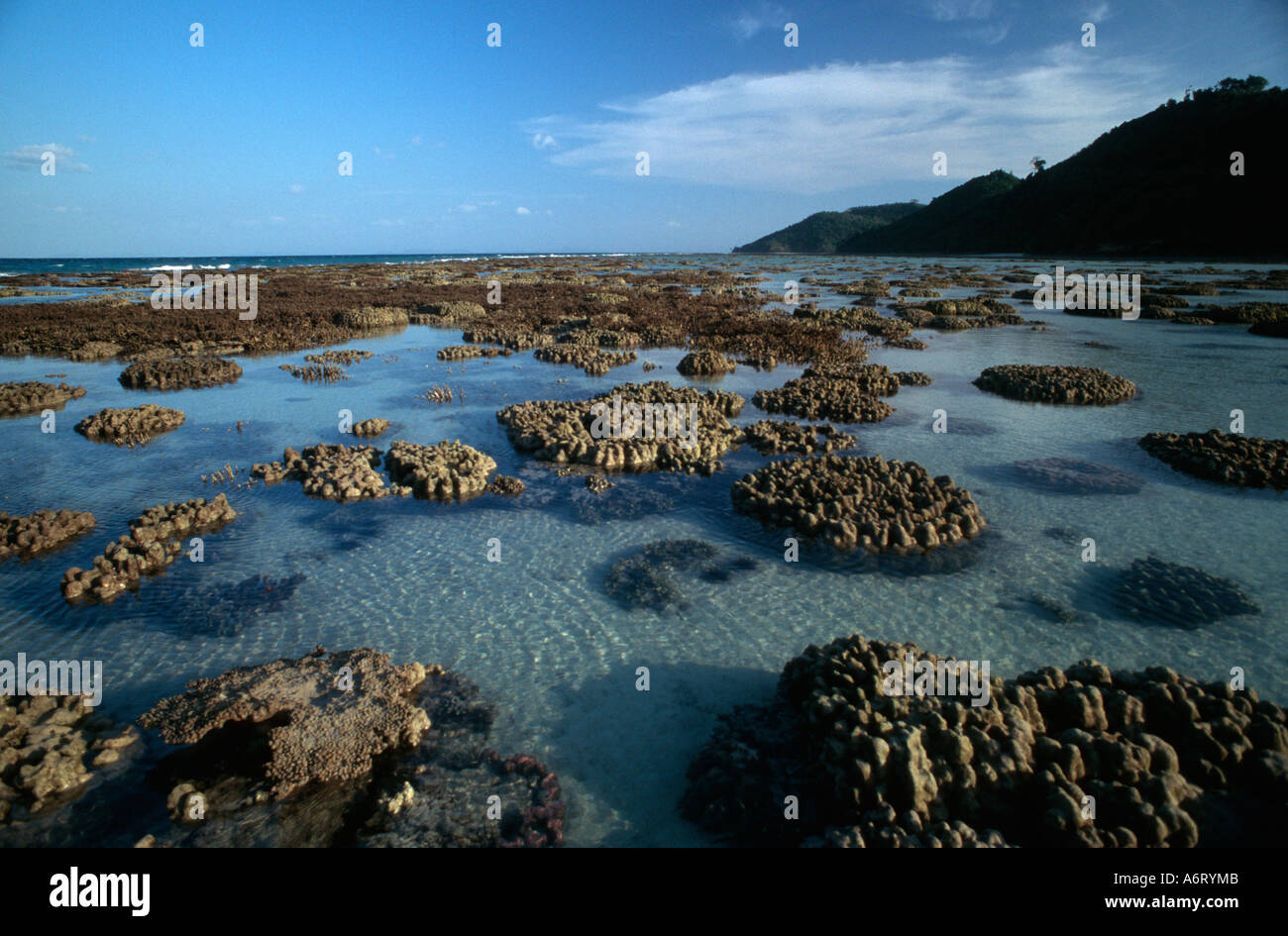 Exposed coral caused by extreme low tides during El Nino coast of ...