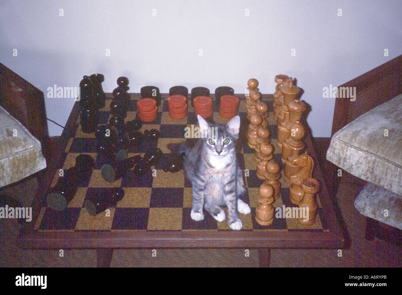 Kitten Has Knocked Over Several Chess Pieces - Opening Gambit Stock ...