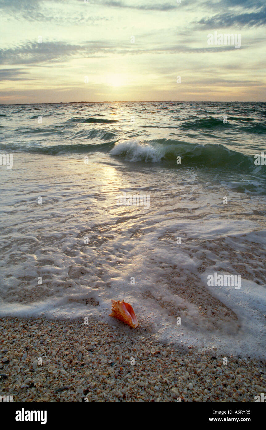 Conch Shell on Florida Beach Stock Photo - Alamy