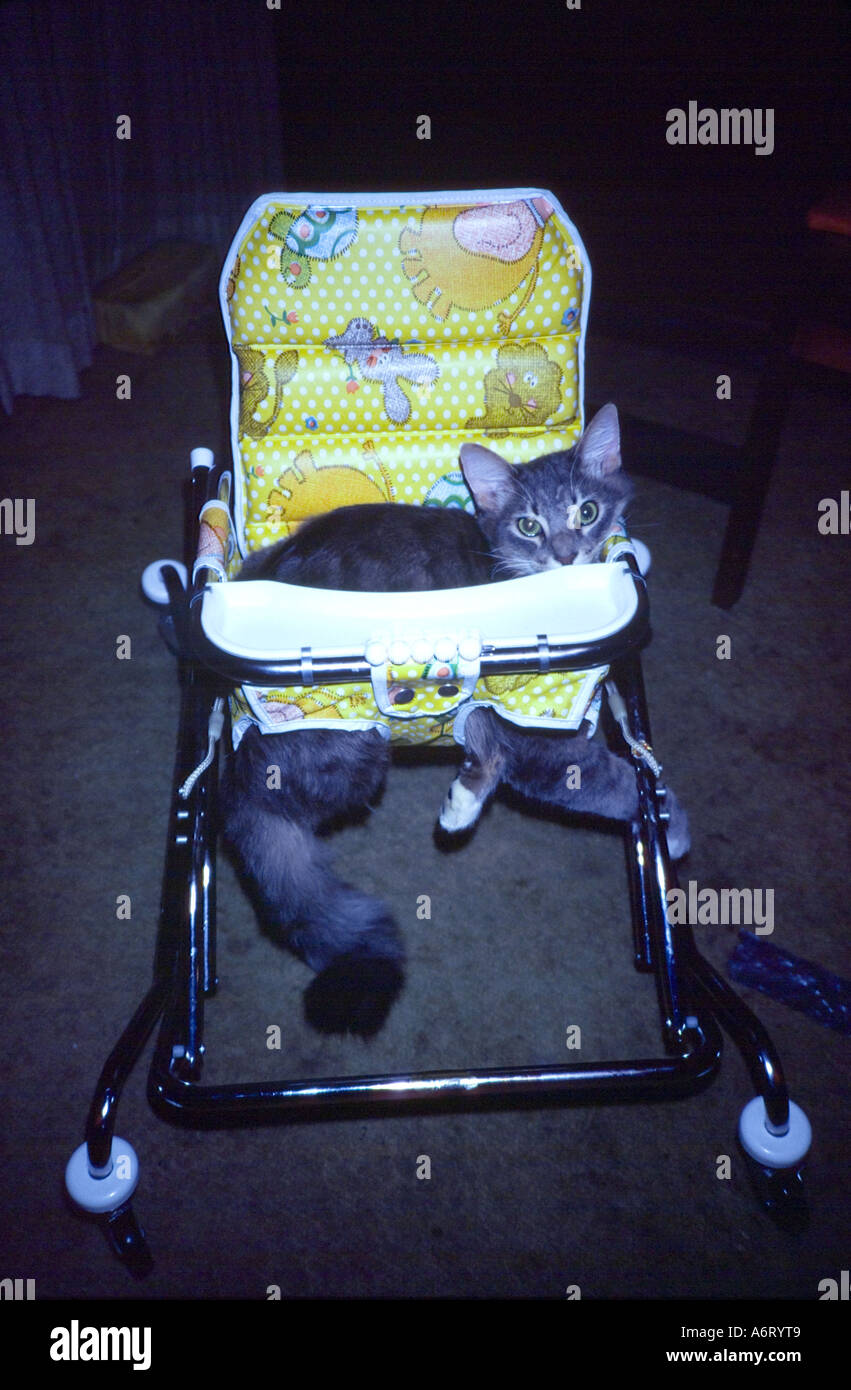 Kitten Lounging In Baby Chair Stock Photo - Alamy