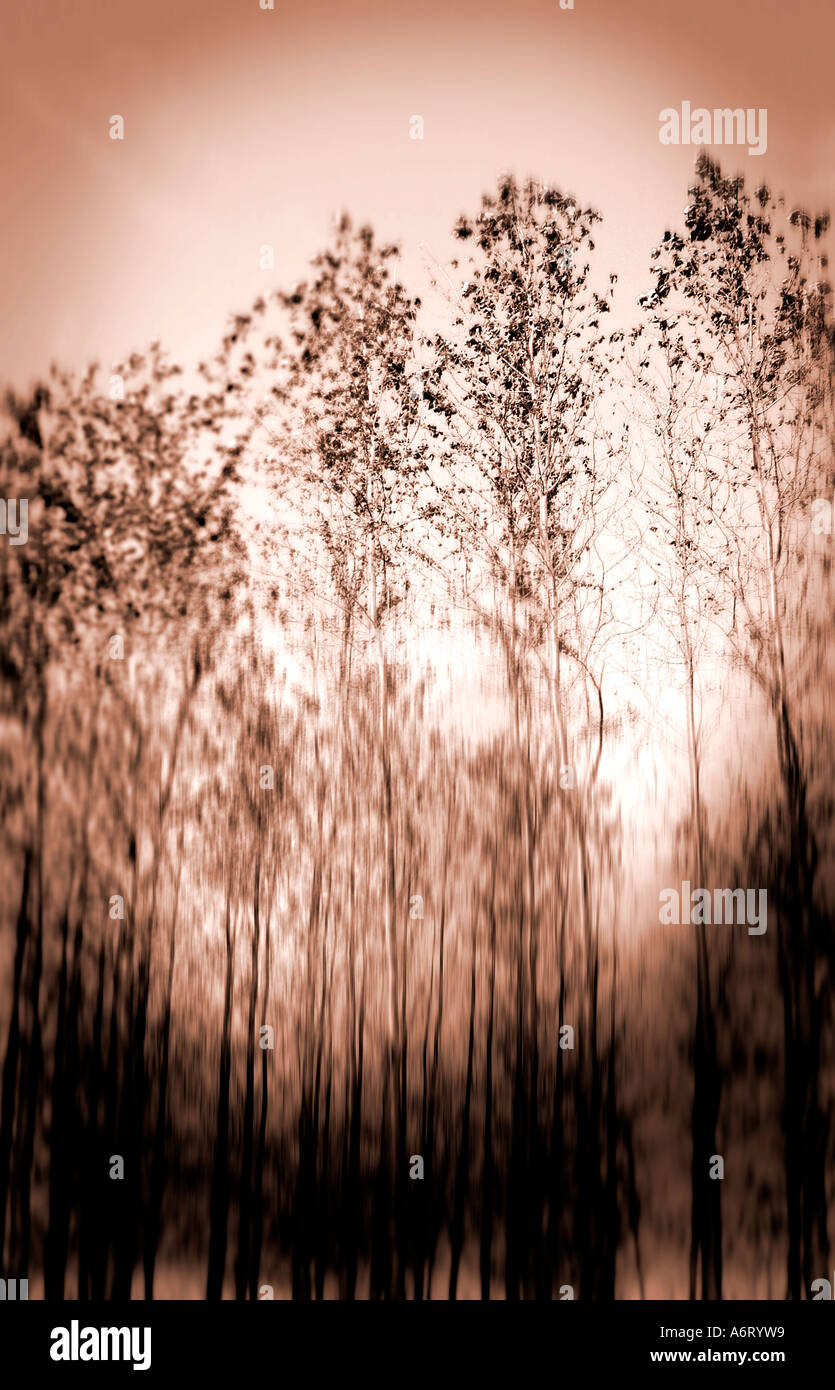 Sepia trees hi-res stock photography and images - Alamy