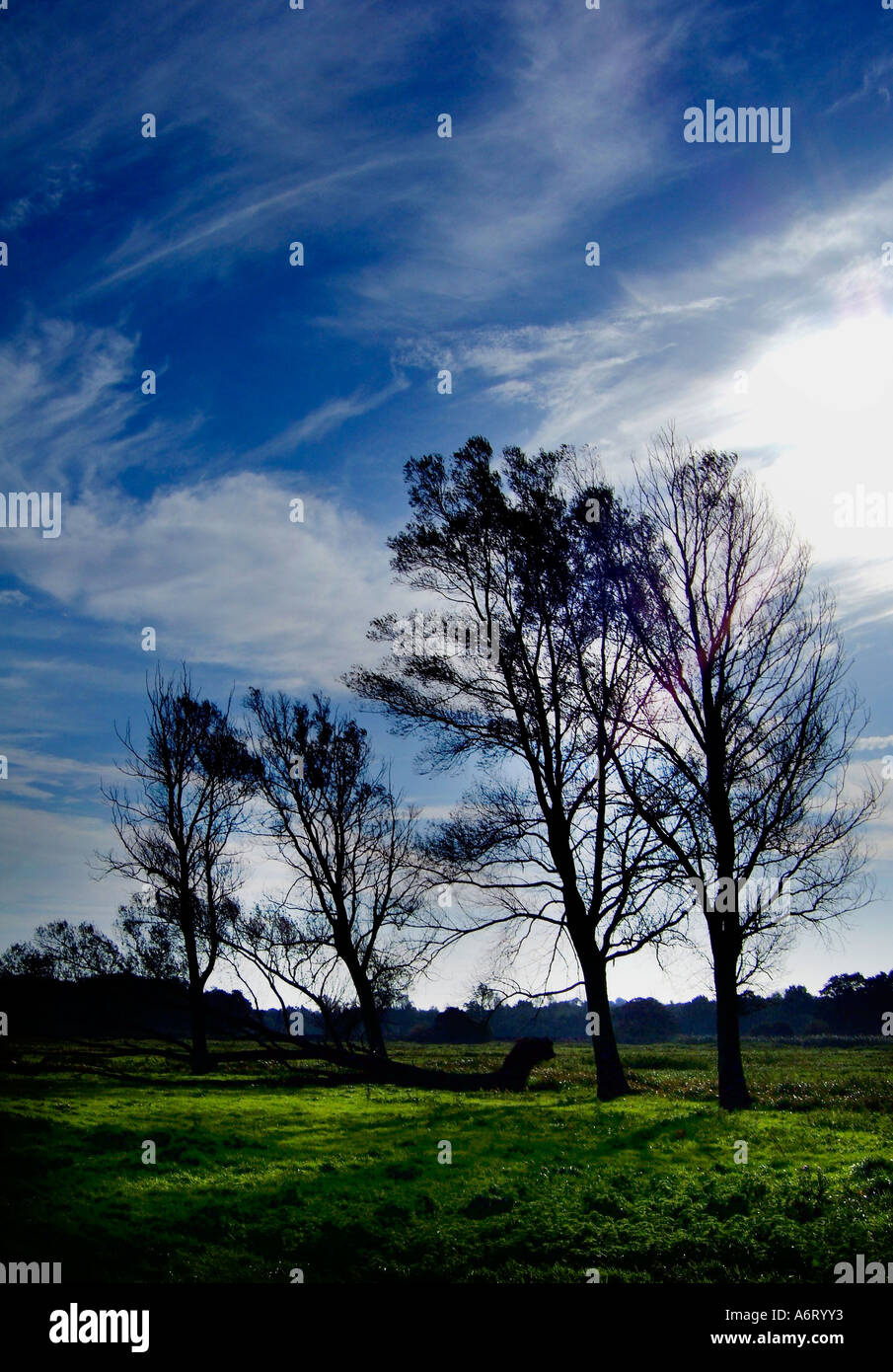 trees on marshes Geldeston Norfolk England Stock Photo - Alamy