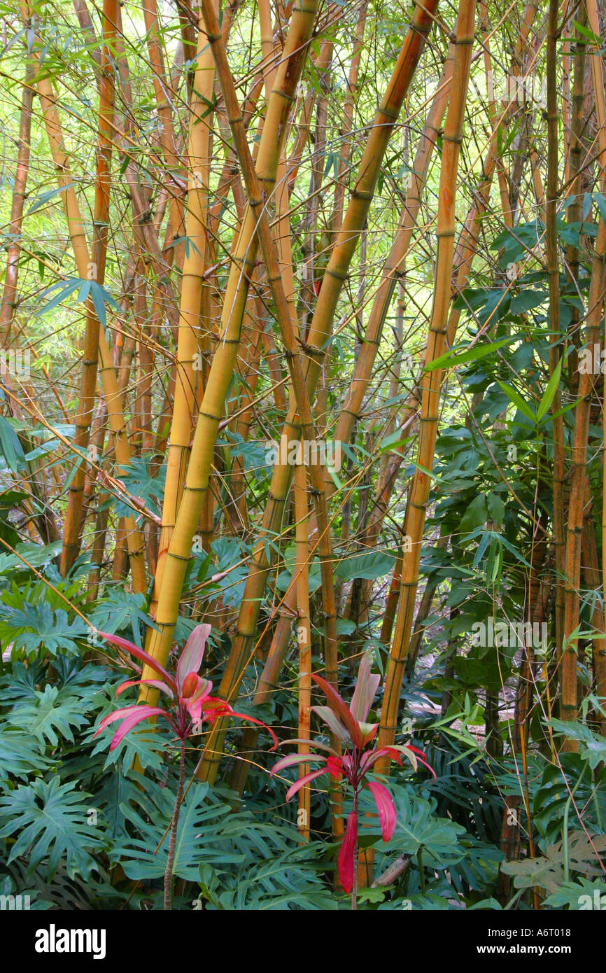 Lush bamboo jungle and greenery Stock Photo - Alamy