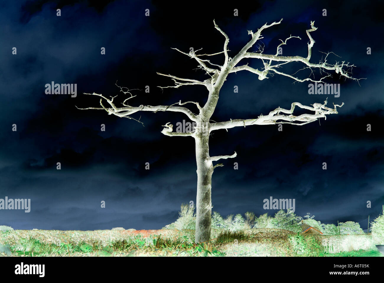 Dead tree struck by lightning hi-res stock photography and images - Alamy