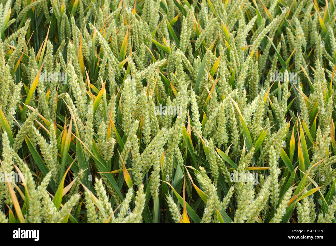 Unripe corn in cornfield Stock Photo - Alamy