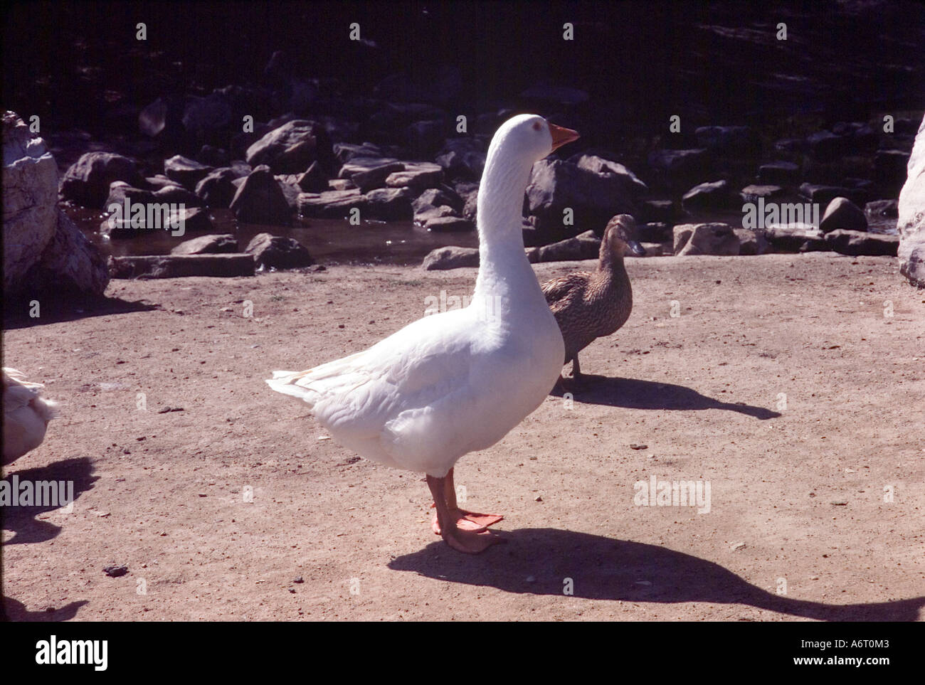 Goose Standing on ground Stock Photo - Alamy