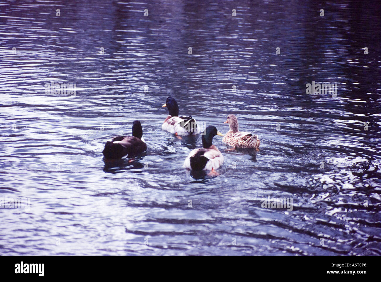 Four Ducks Paddling On The Water Stock Photo - Alamy