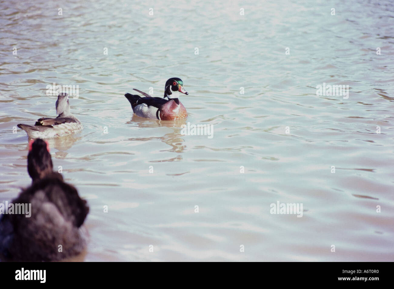 Ducks Floating On Water Stock Photo - Alamy