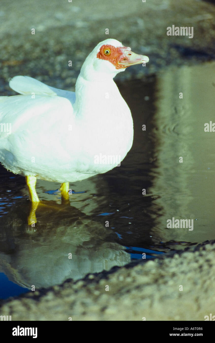 Goose or Duck With Red Skin Around Eye Stock Photo - Alamy