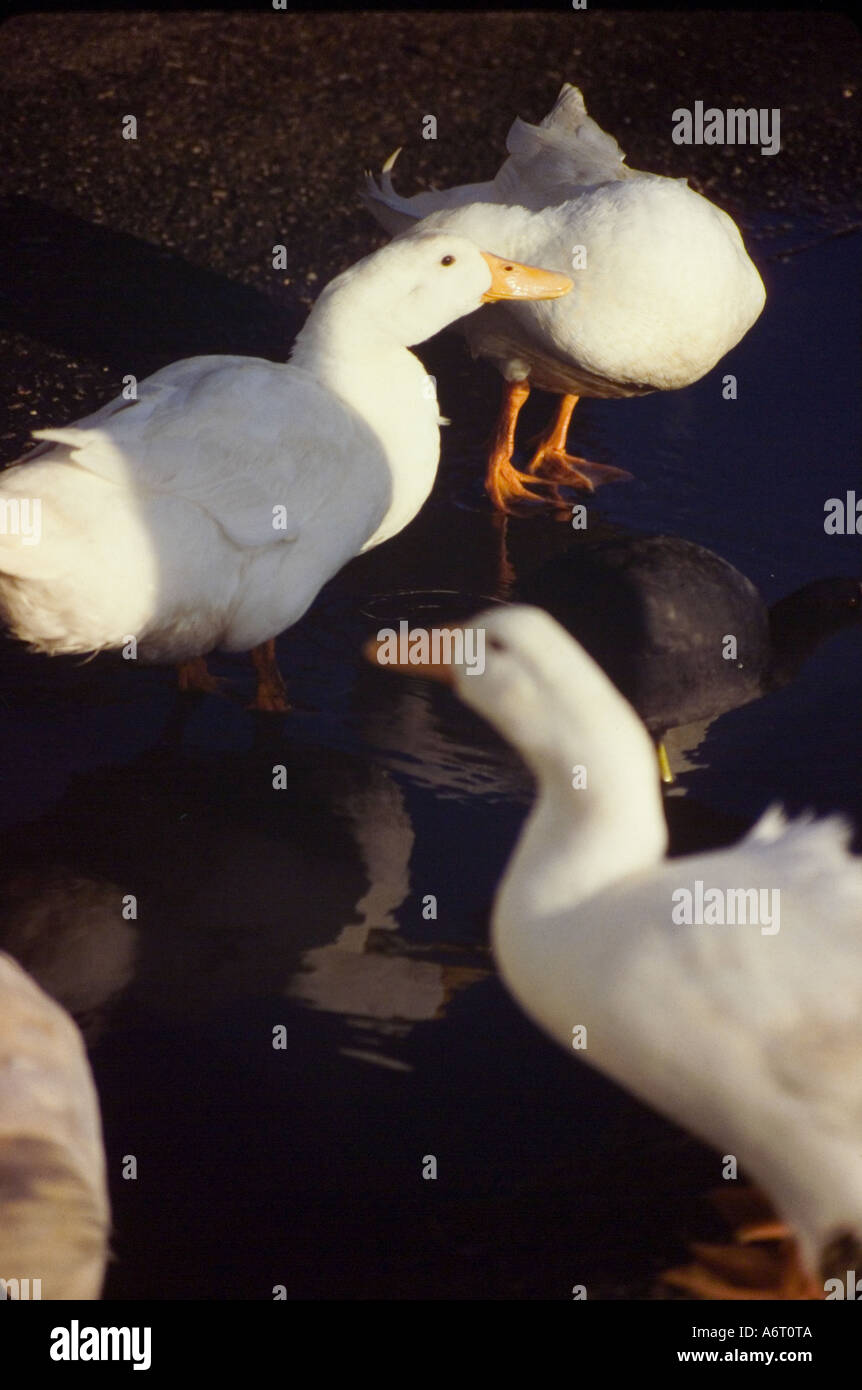 A Small Flock of Geese Stock Photo - Alamy