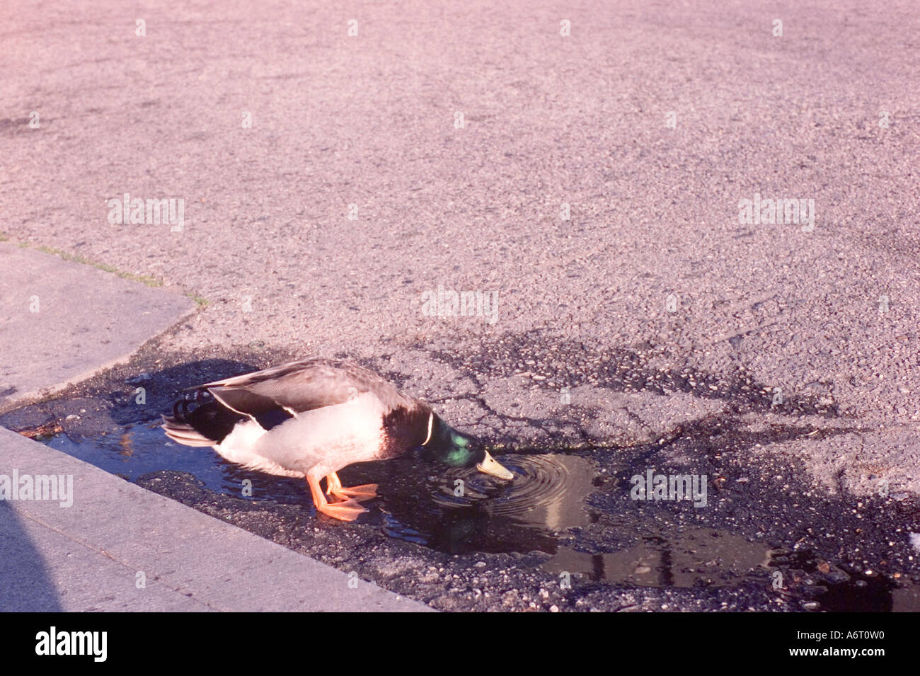 A Duck Taking a Drink of Water Stock Photo - Alamy