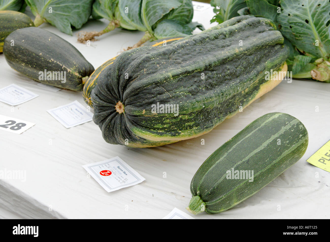 Home grown vegetables marrows on table in village fair Harrow Stock ...