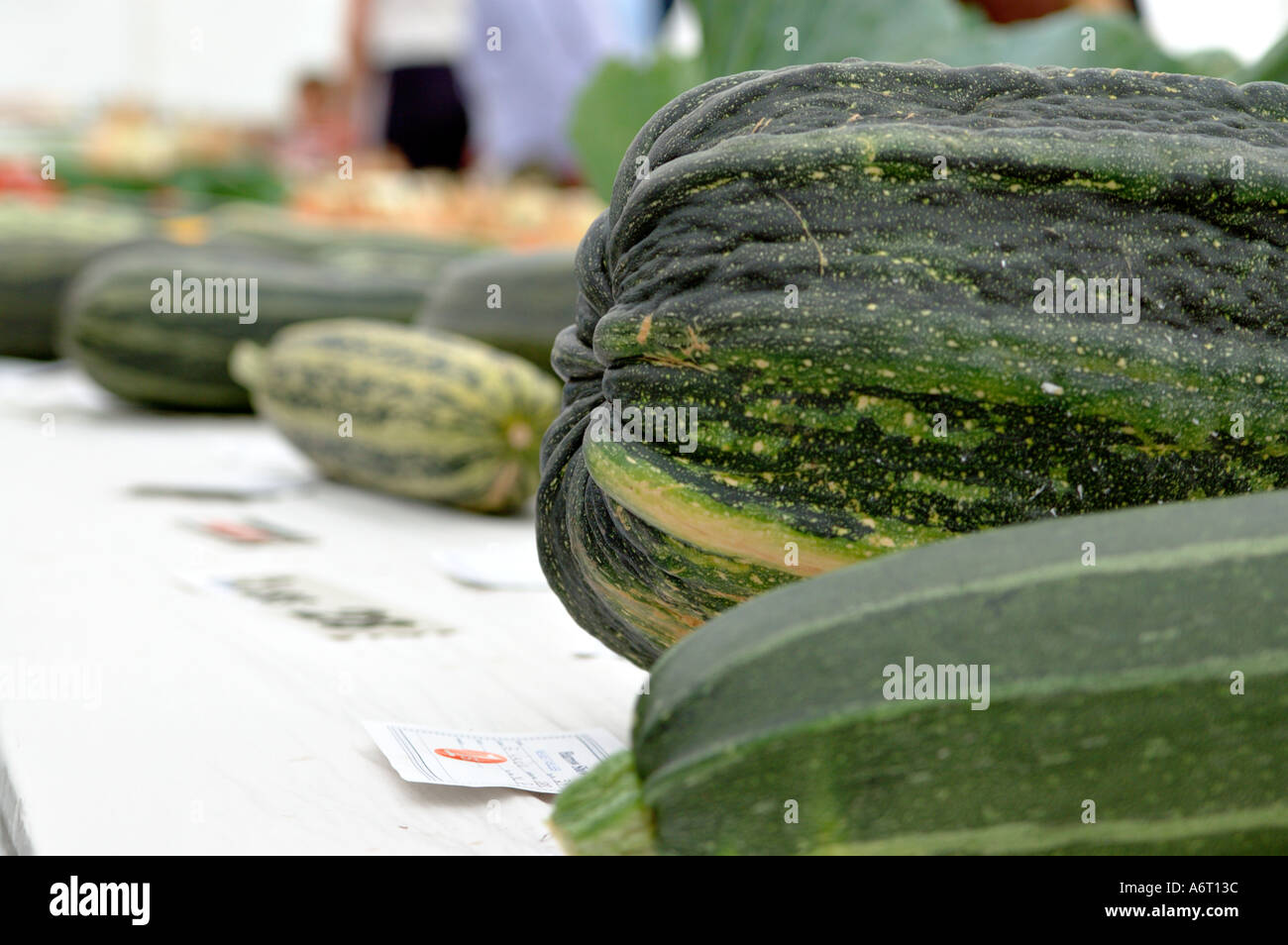 Prize winning marrows High Resolution Stock Photography and Images - Alamy