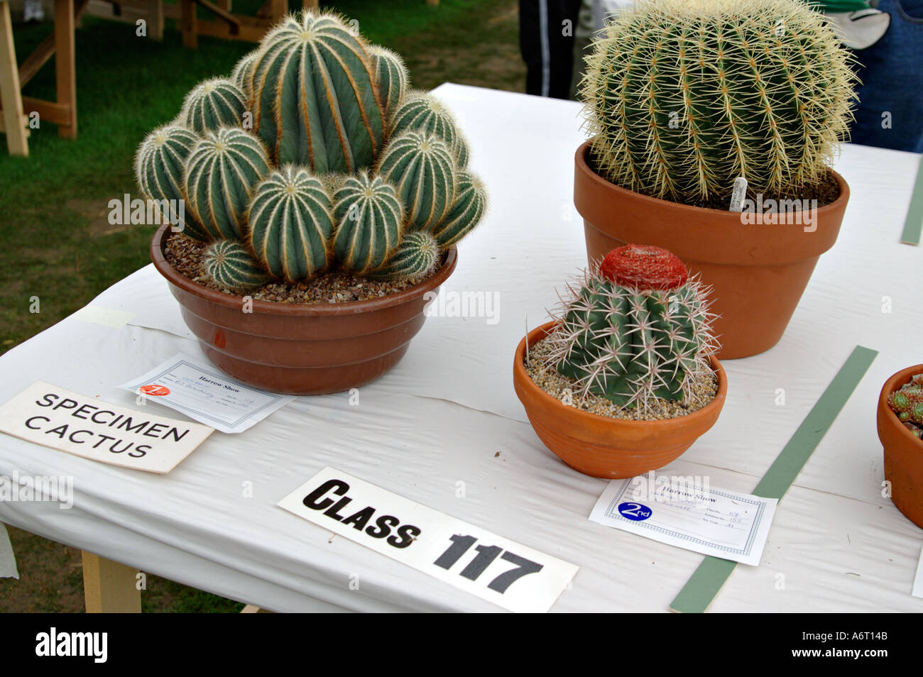 Cactus competition at village show Stock Photo - Alamy