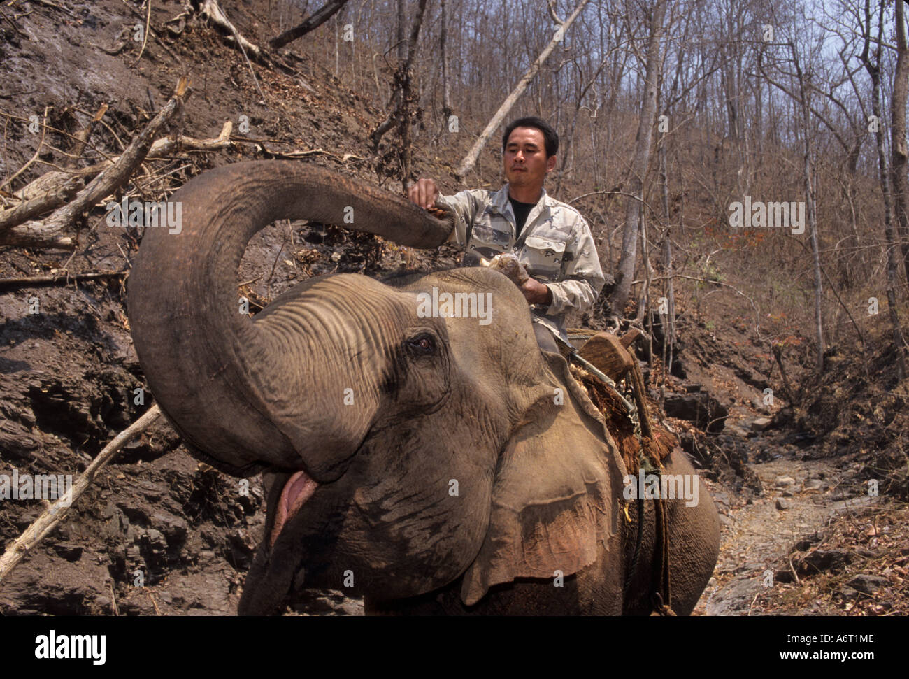 Elephant used for logging hi-res stock photography and images - Alamy