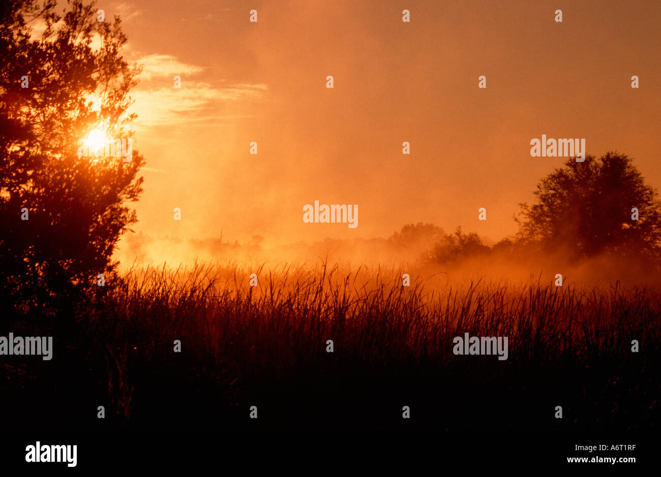 Sunrise with morning fog in the Florida everglades Stock Photo - Alamy