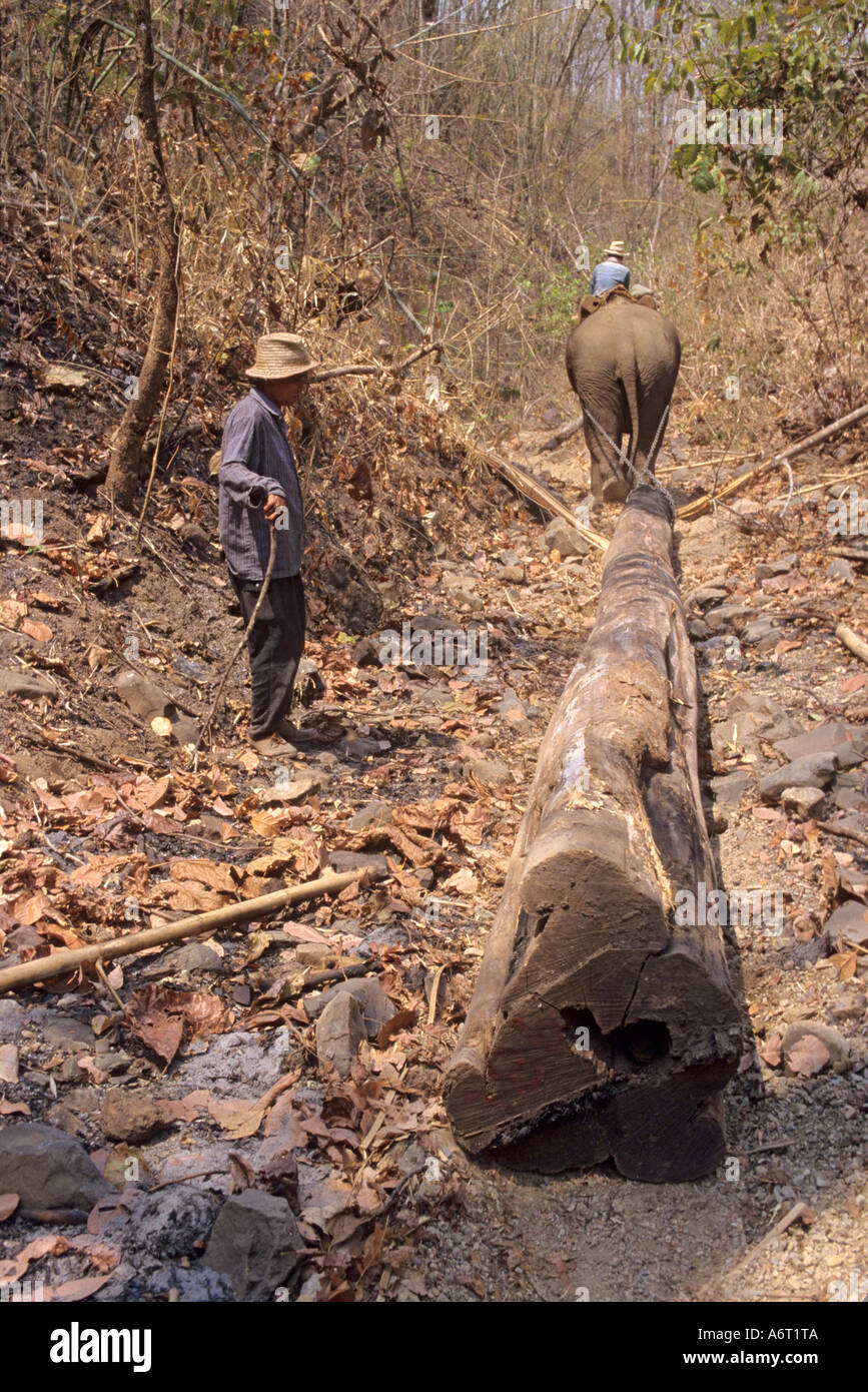 Illegal logging, Salween, Thailand. Asian elephant (Elephas maximus ...