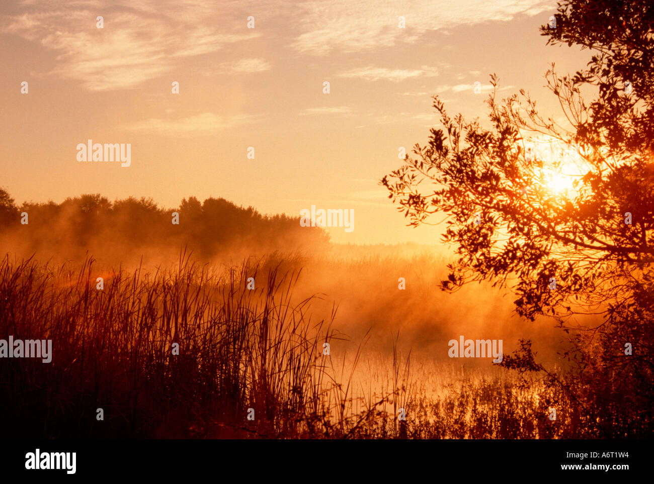 Sunrise with morning fog in the Florida everglades Stock Photo - Alamy