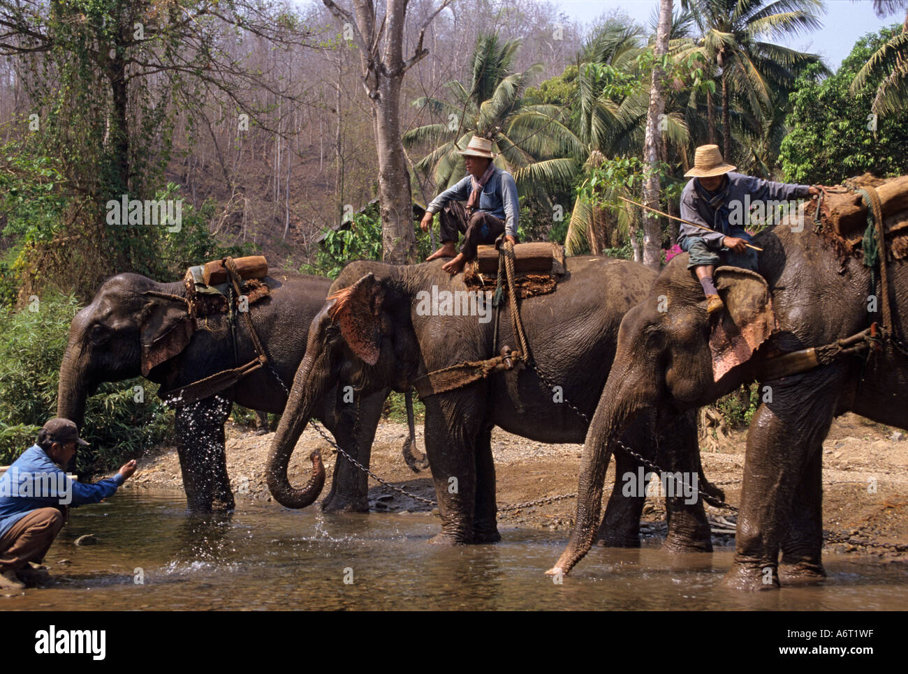 Elephant used for logging hi-res stock photography and images - Alamy